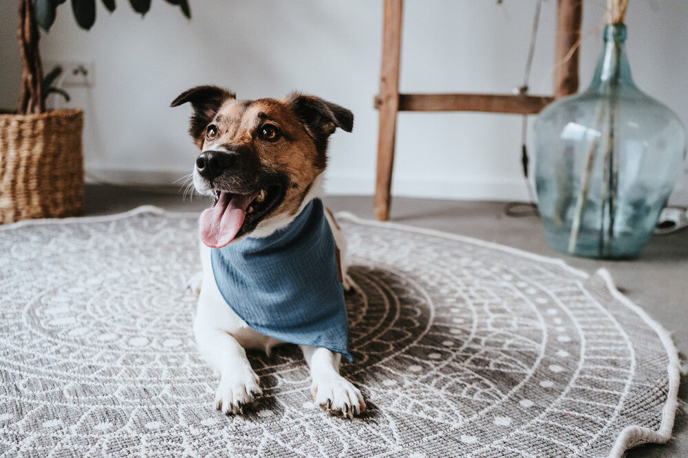 ZAUJÍMAVÉ FAKTY O PSOM SVETE – We love dogs SK