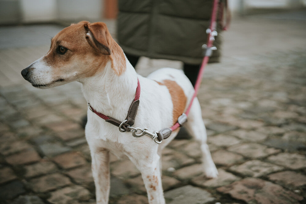 ČO ROBIŤ, KEĎ PES NEUSTÁLE ŤAHÁ NA VODÍTKU? – We love dogs SK
