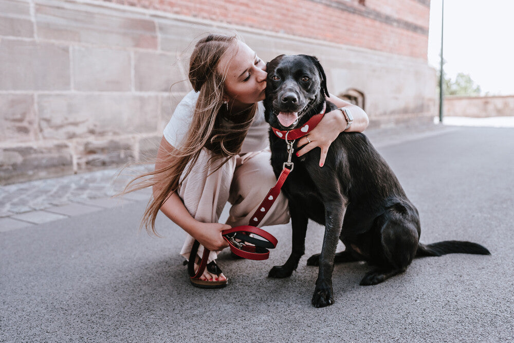 AKÉ EMÓCIE PSY SKUTOČNE PREŽÍVAJÚ? – We love dogs SK