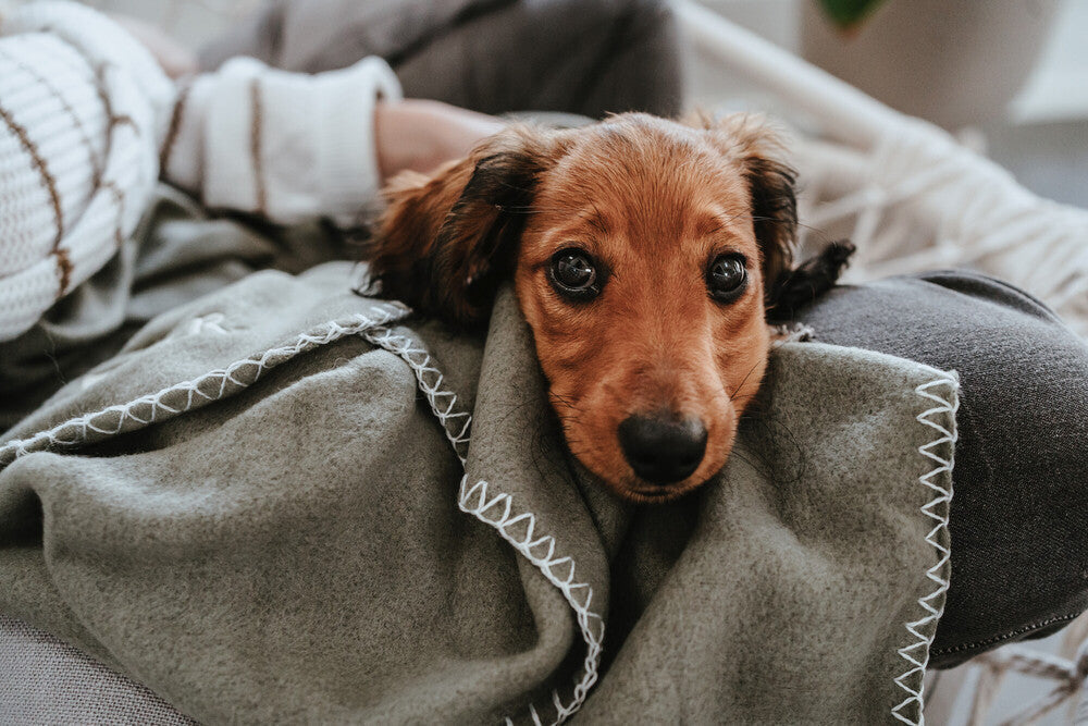 Deky a potahy – We love dogs SK